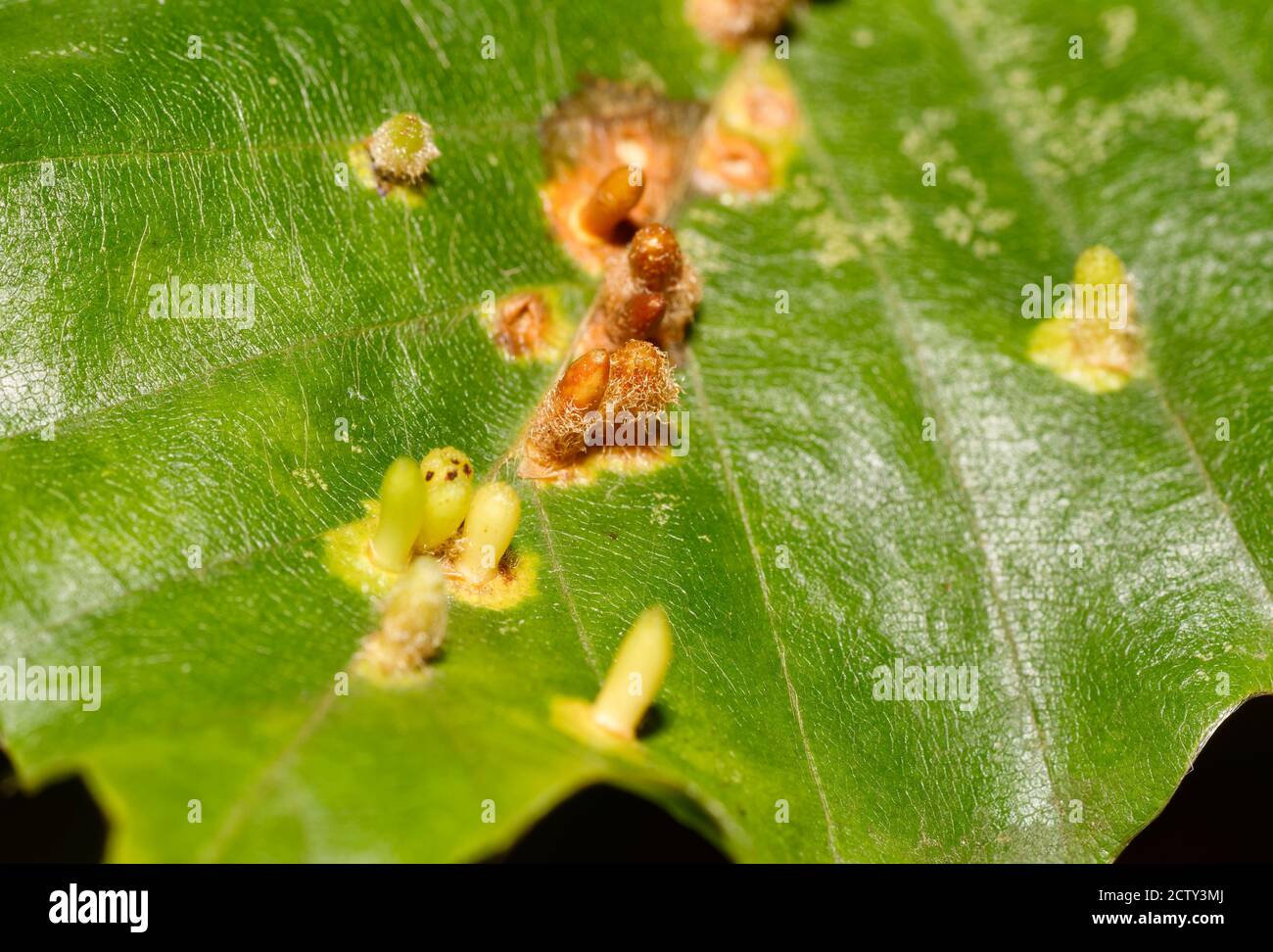 Gall midge hi-res stock photography and images - Alamy