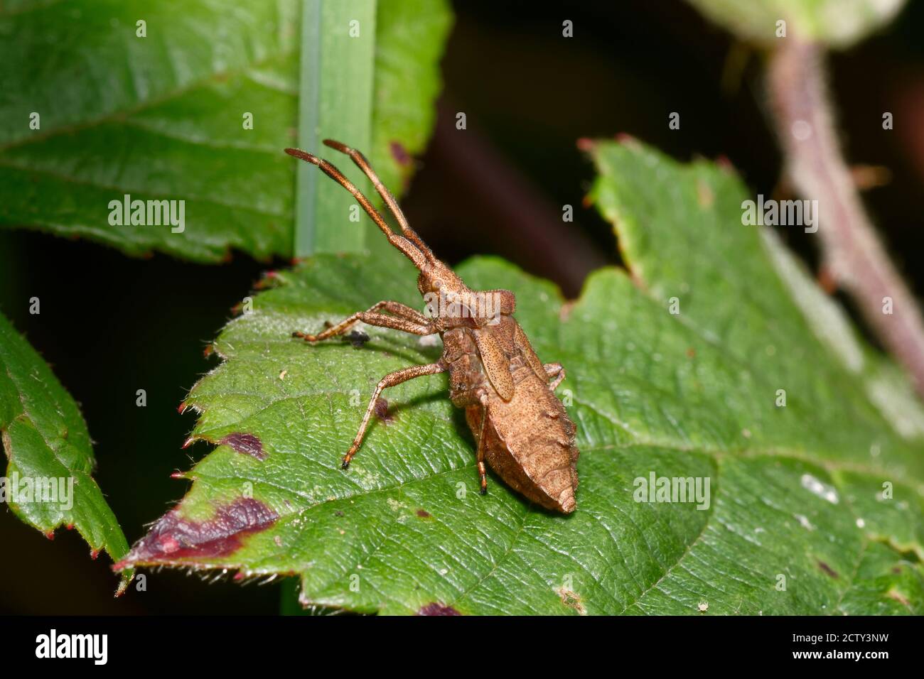 Dock Bug or Squash Bug - Coreus marginatus, nymph on bramble leaf Stock ...