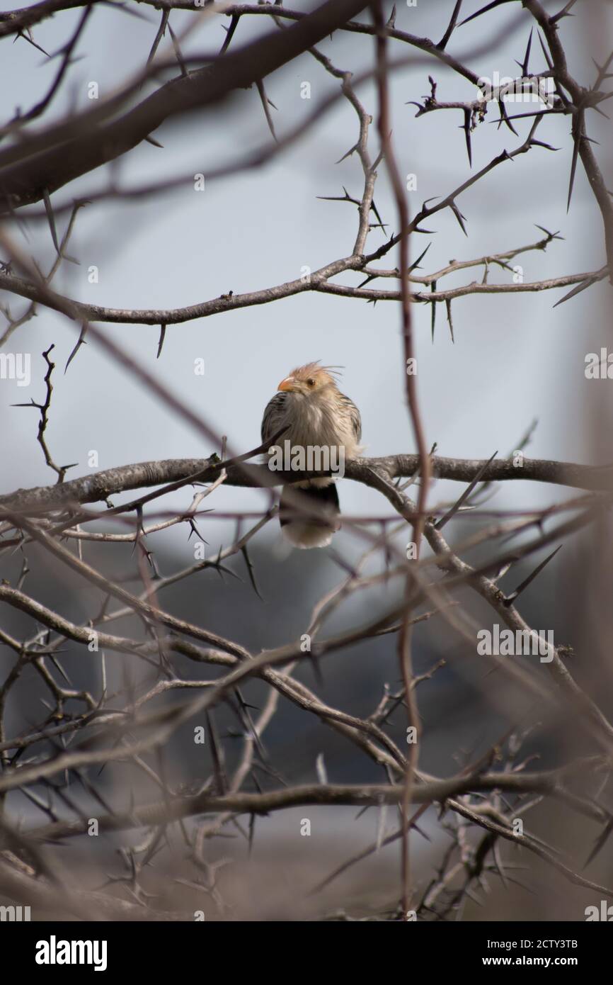 Little bird in a tree with torns 2 Stock Photo - Alamy