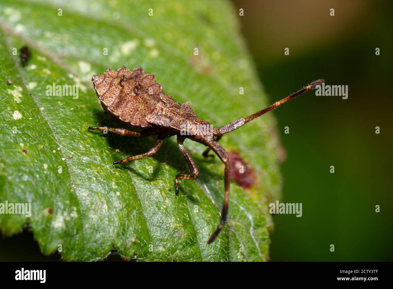 Dock Bug or Squash Bug - Coreus marginatus, nymph on bramble leaf Stock ...