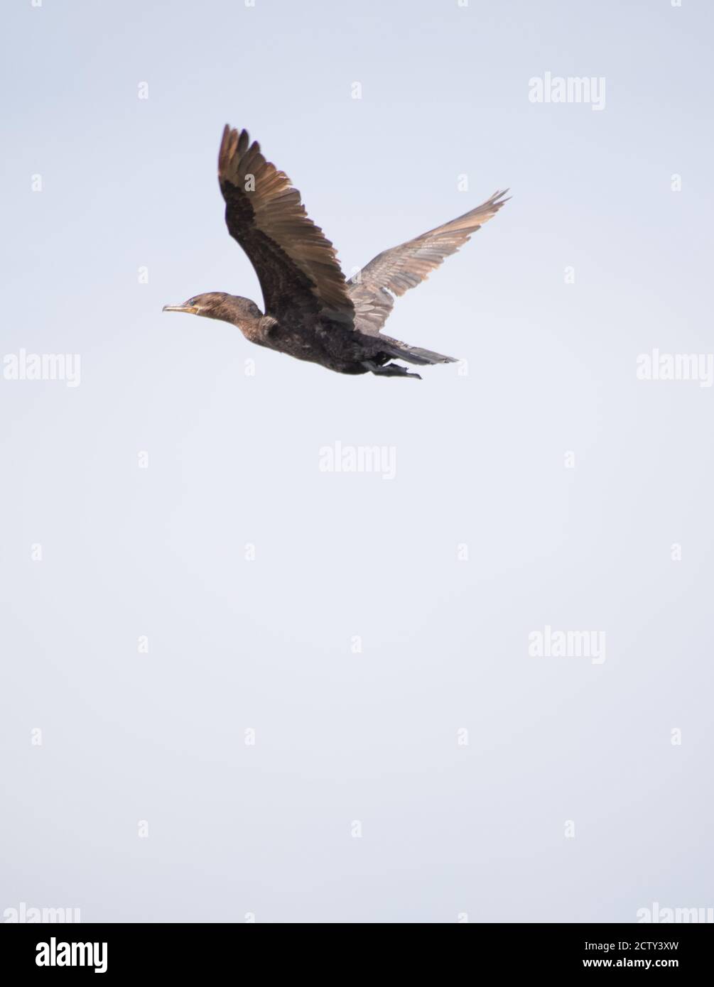 Big black duck flying Stock Photo - Alamy