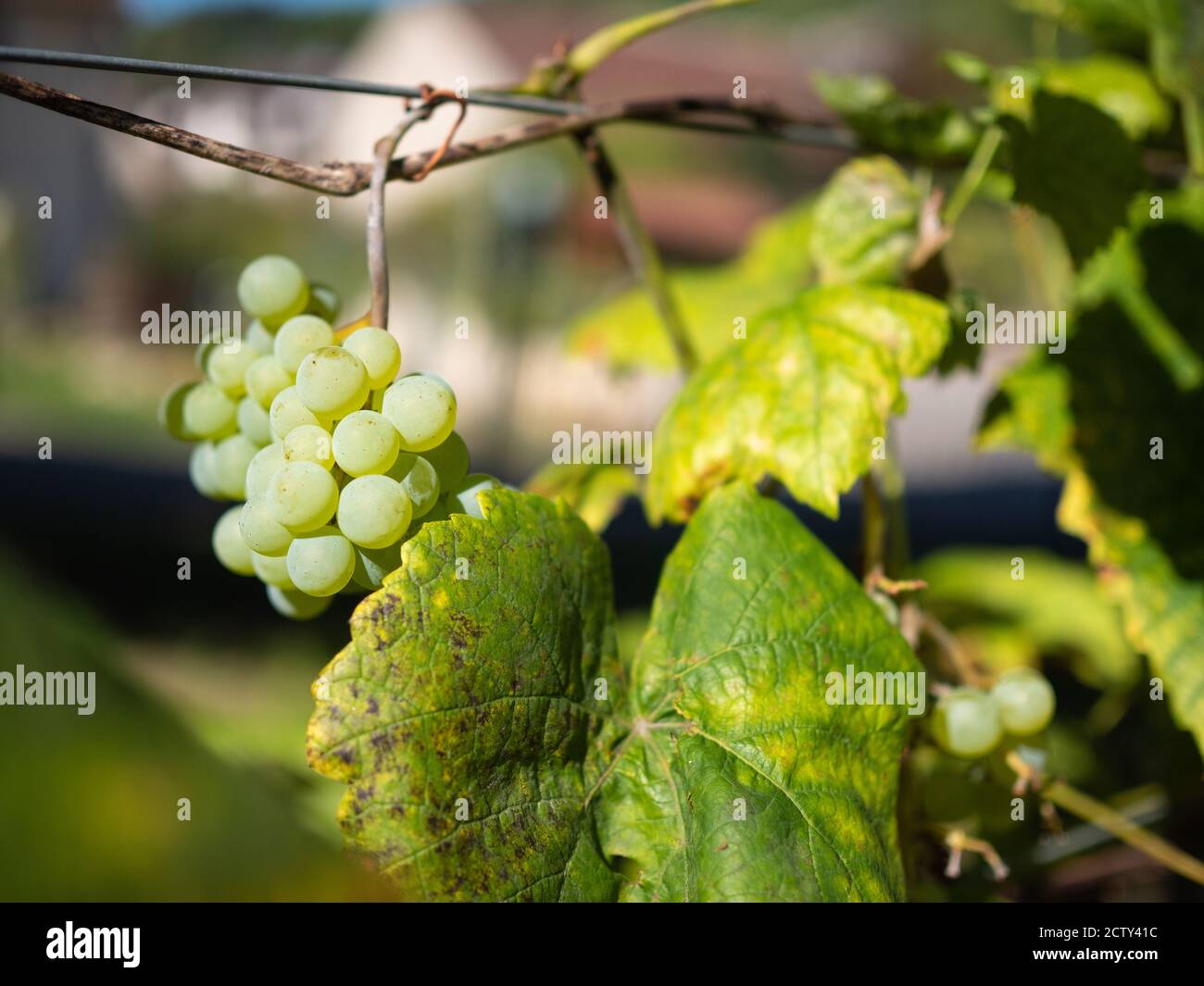 Palomino grape hi-res stock photography and images - Alamy
