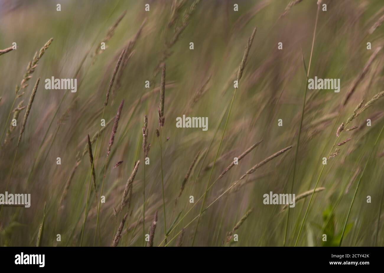 Prairie grass blowing in the wind Stock Photo - Alamy