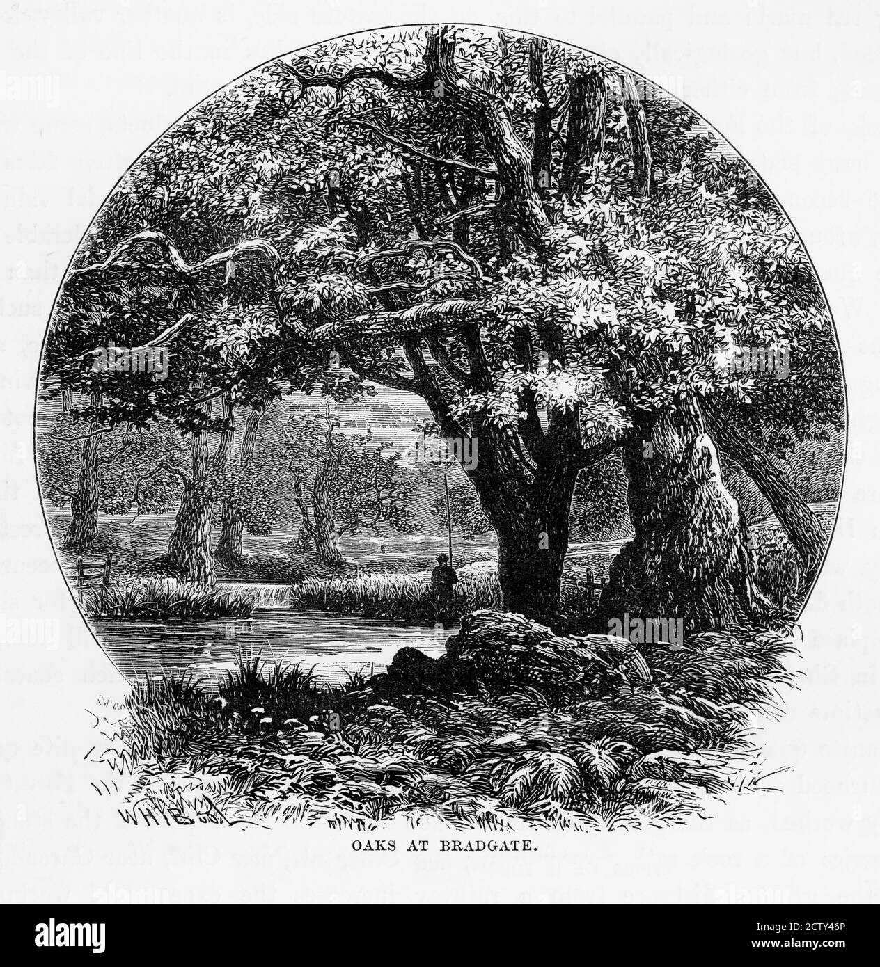 Old oak tree river Black and White Stock Photos & Images - Alamy