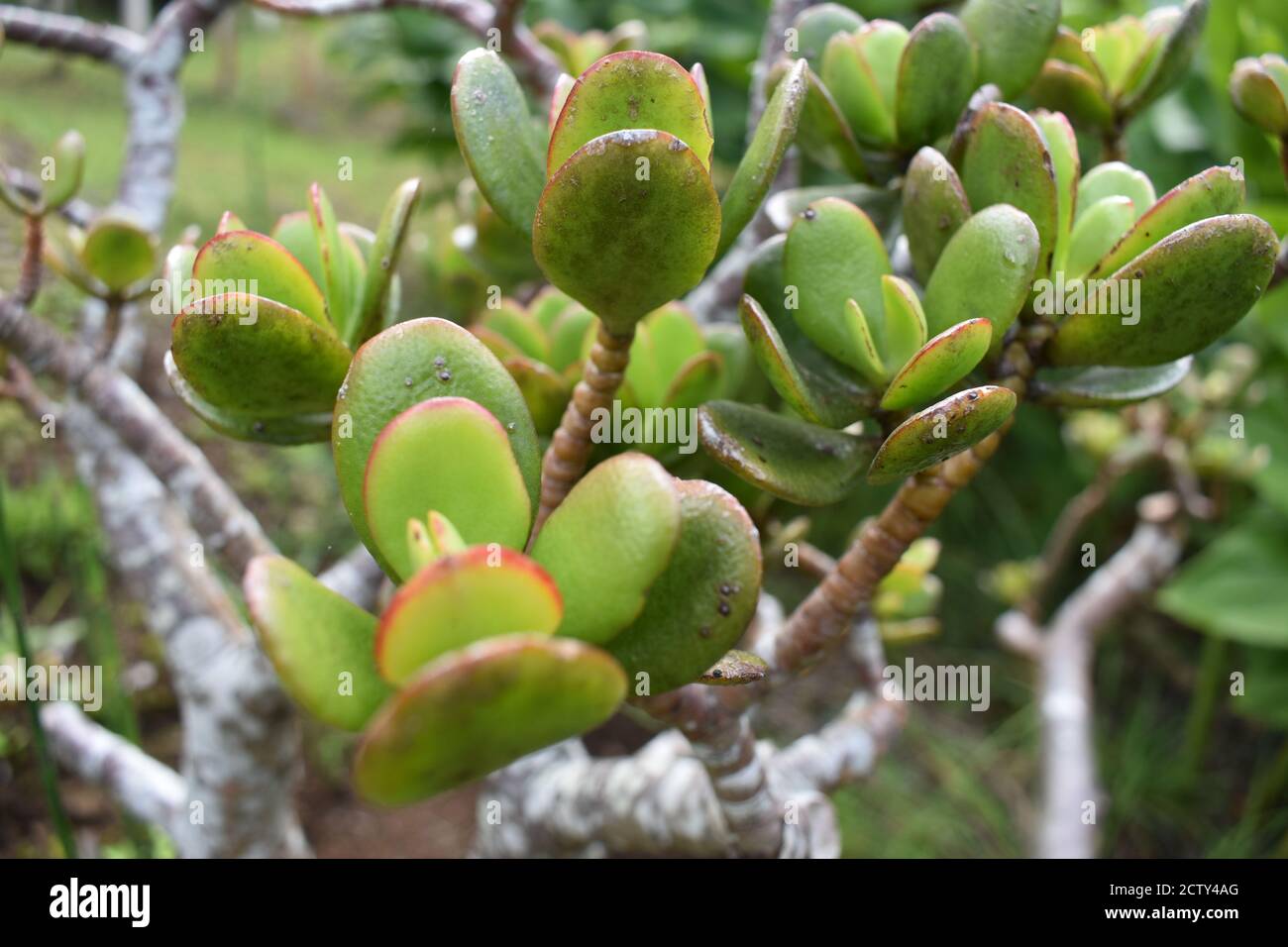 Closeup of a Sharp-leaved Crassula flower Stock Photo - Alamy