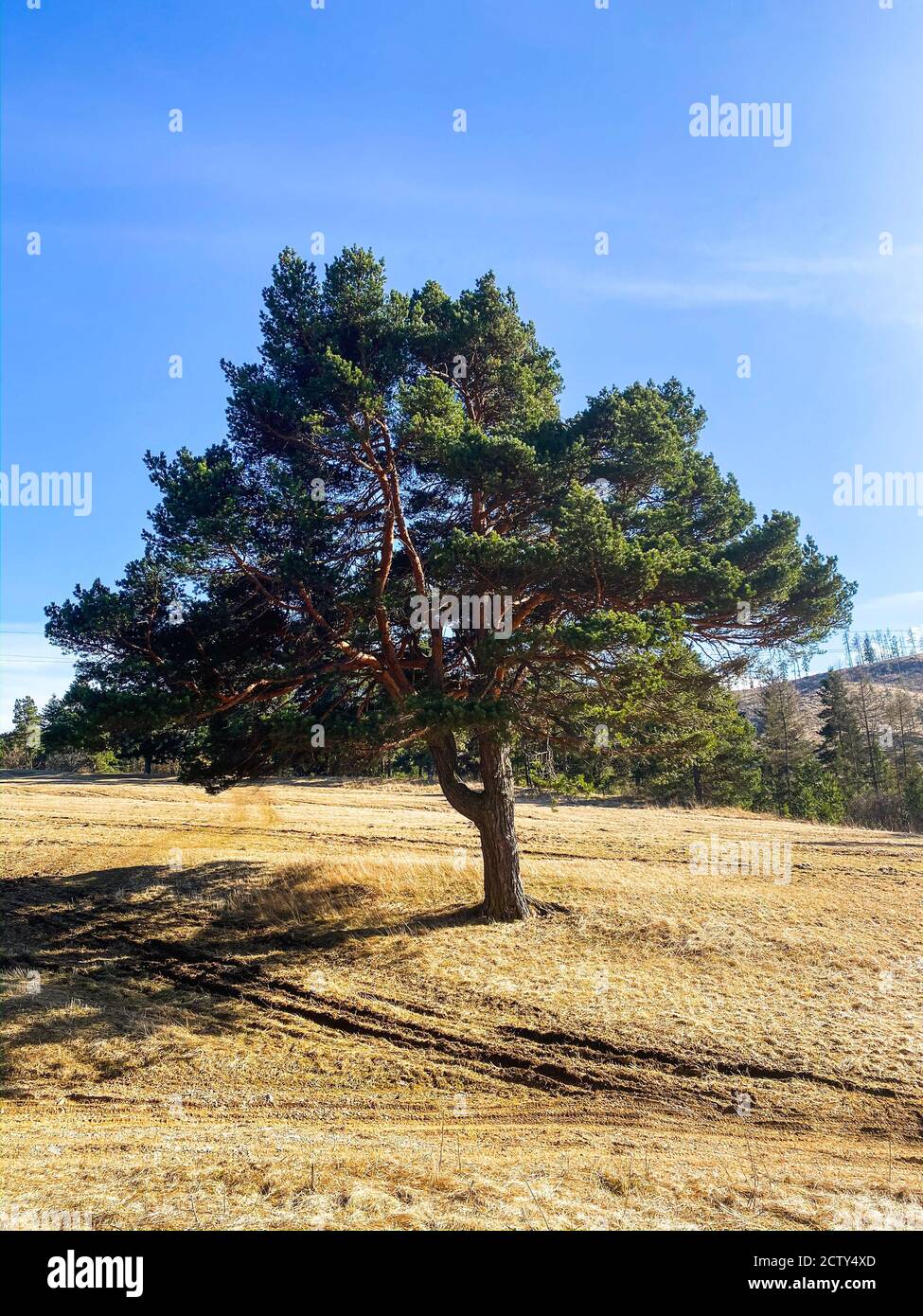 Solitaire tree hi-res stock photography and images - Alamy
