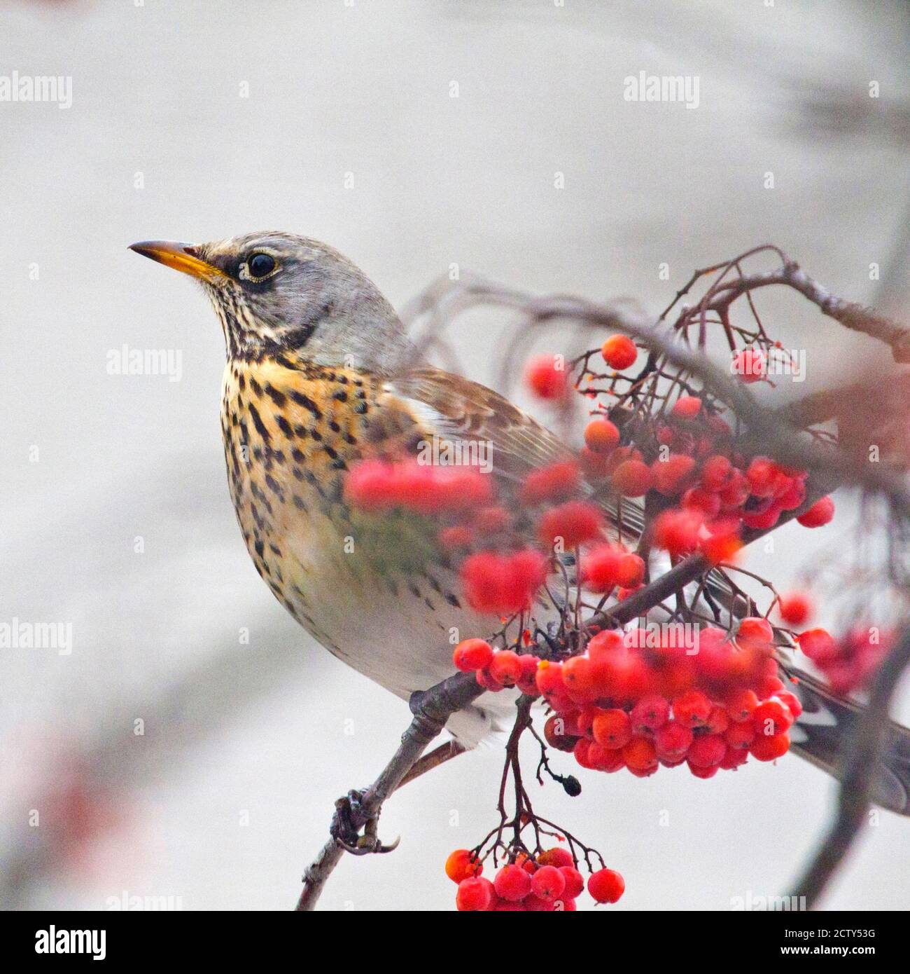 Rowan tree twig hi-res stock photography and images - Alamy