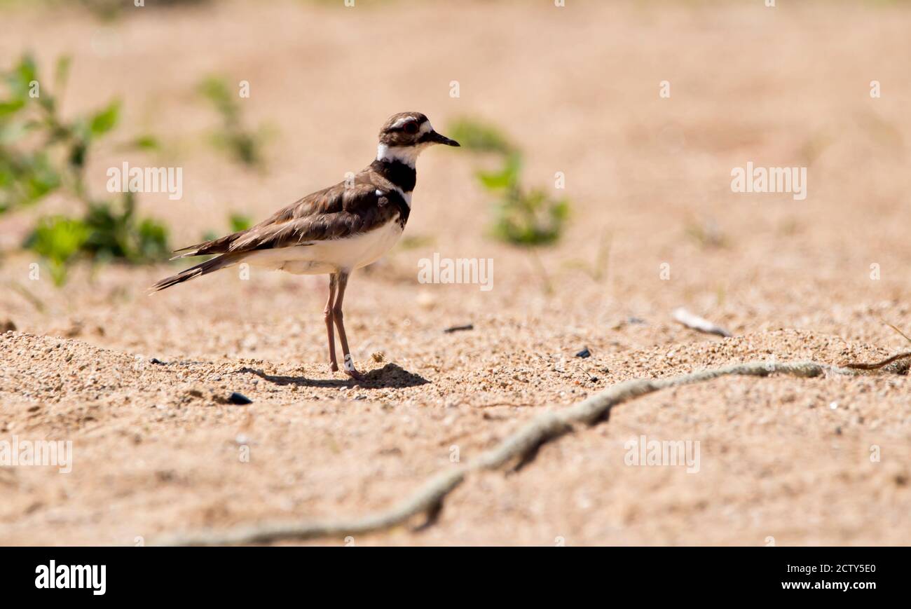 Killdeer bird in the sand Stock Photo - Alamy