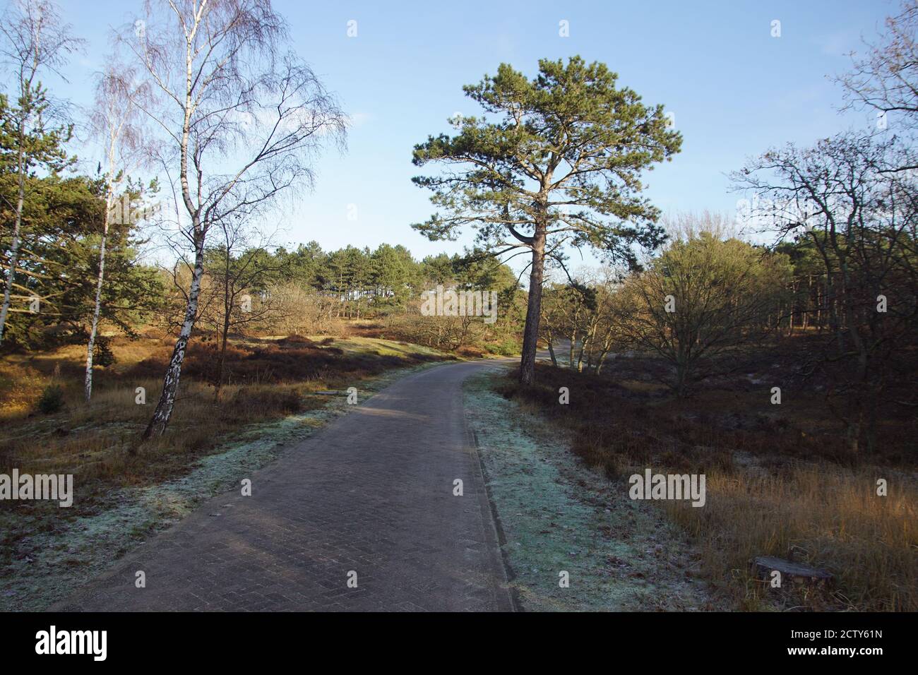 A bike path through the dunes along birches, pines and heath in ...