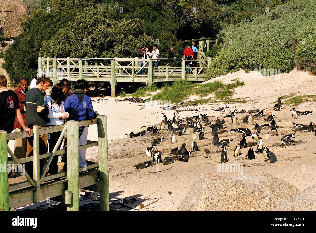 Penguin viewing at Boulders Beach, Cape Town, South Africa Stock Photo ...