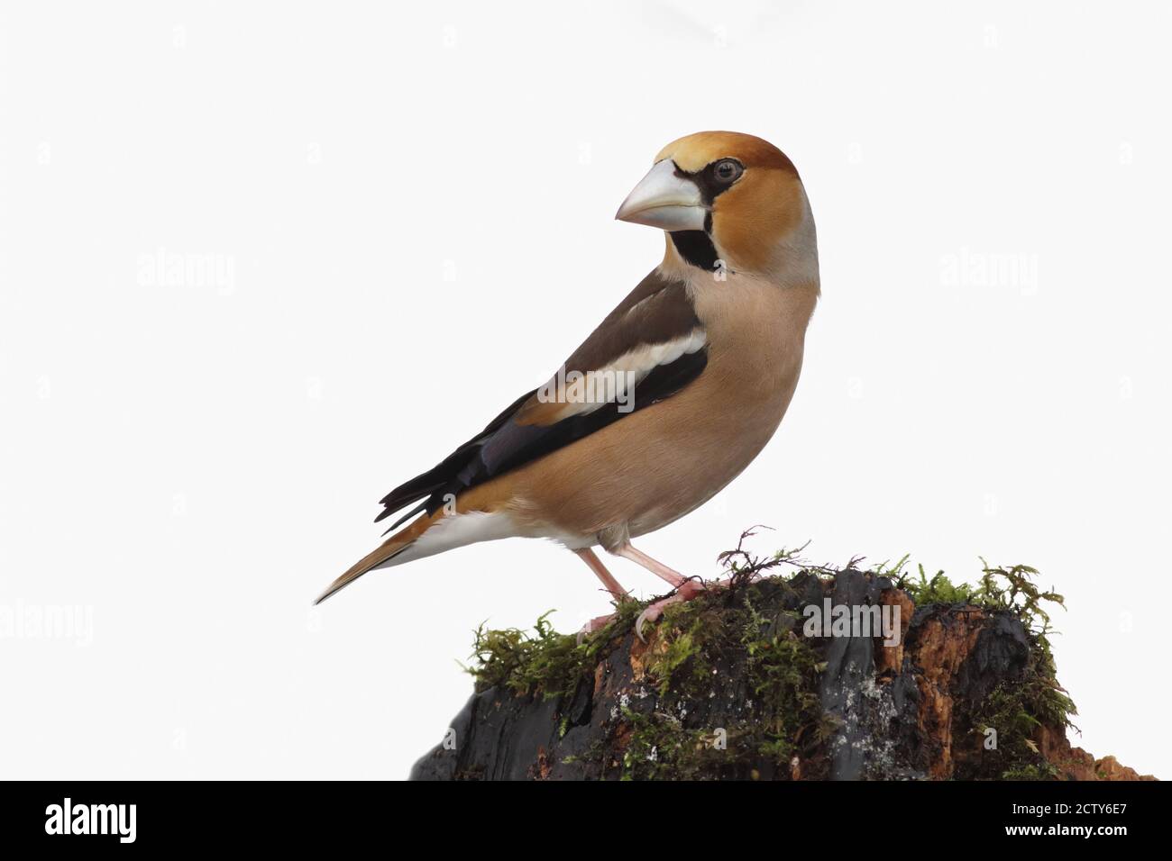 hawfinch (coccothraustes coccothraustes Stock Photo - Alamy