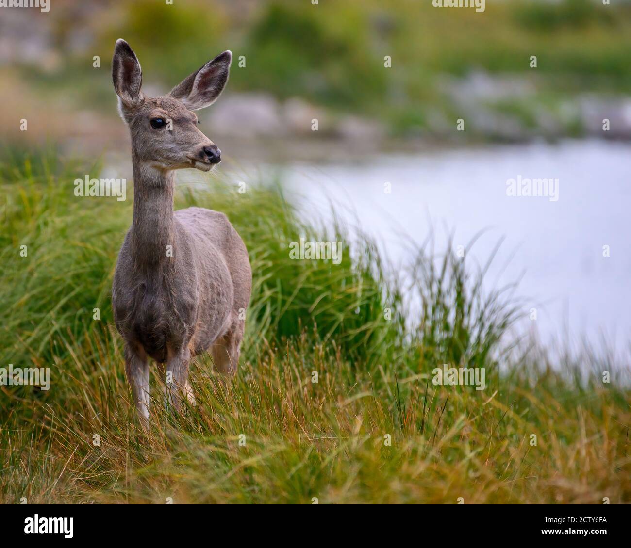 Original Haida Deer
