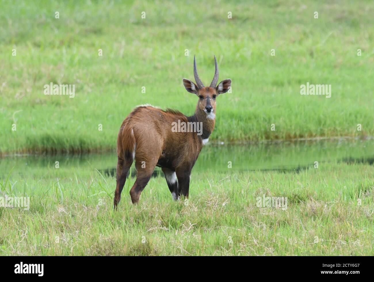 Tragelaphus sylvaticus hi-res stock photography and images - Alamy