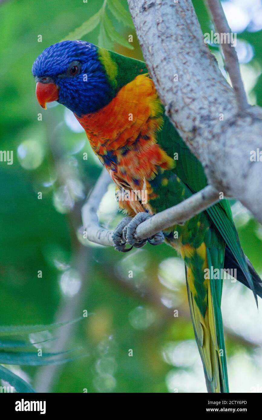 Parrot resting hi-res stock photography and images - Alamy