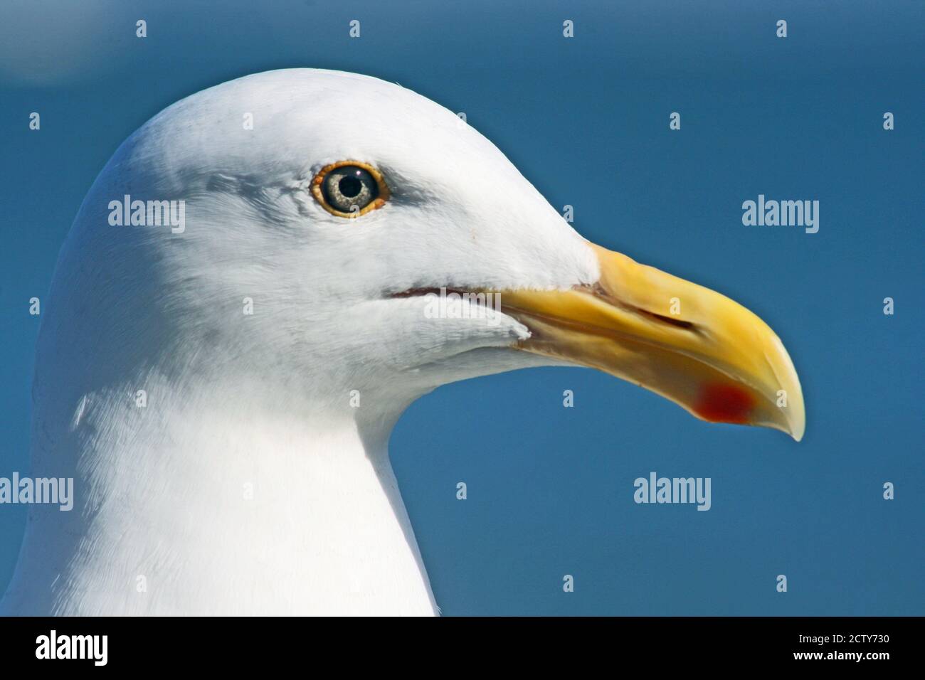 Seagull head hi-res stock photography and images - Alamy