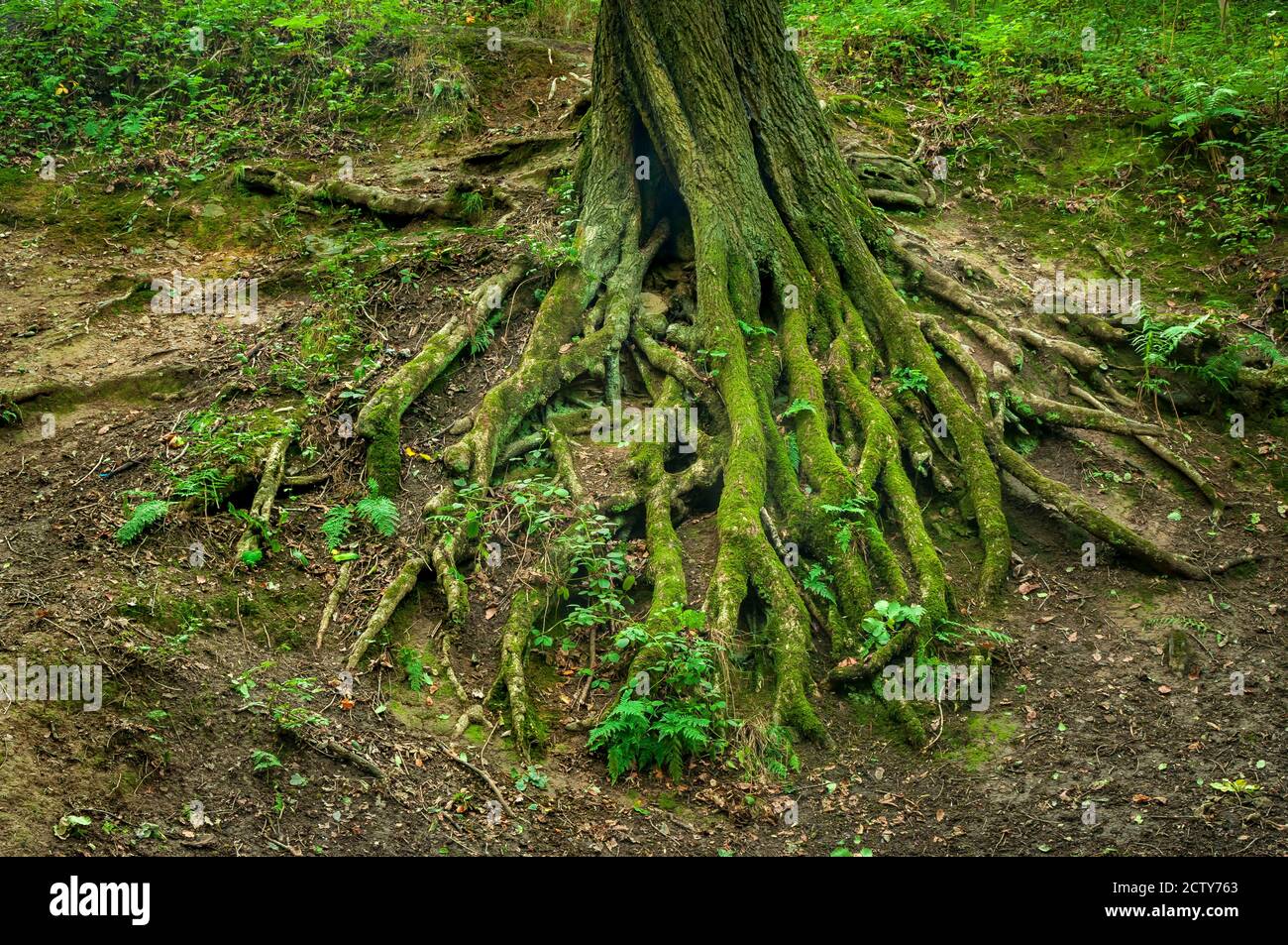 Large tree with exposed roots on a steep slope in woodland Stock Photo ...