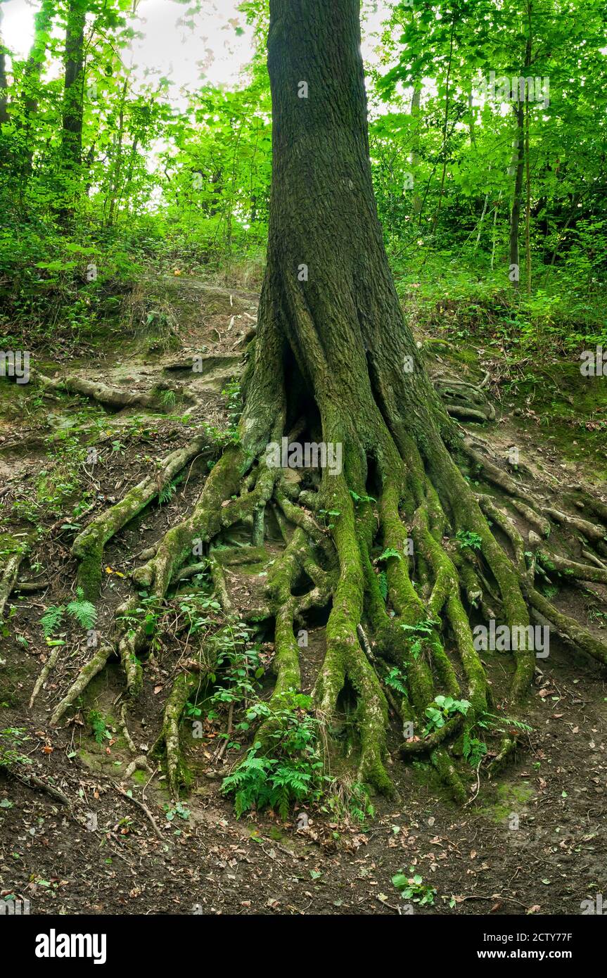 Large tree with exposed roots on a steep slope in ancient woodland ...