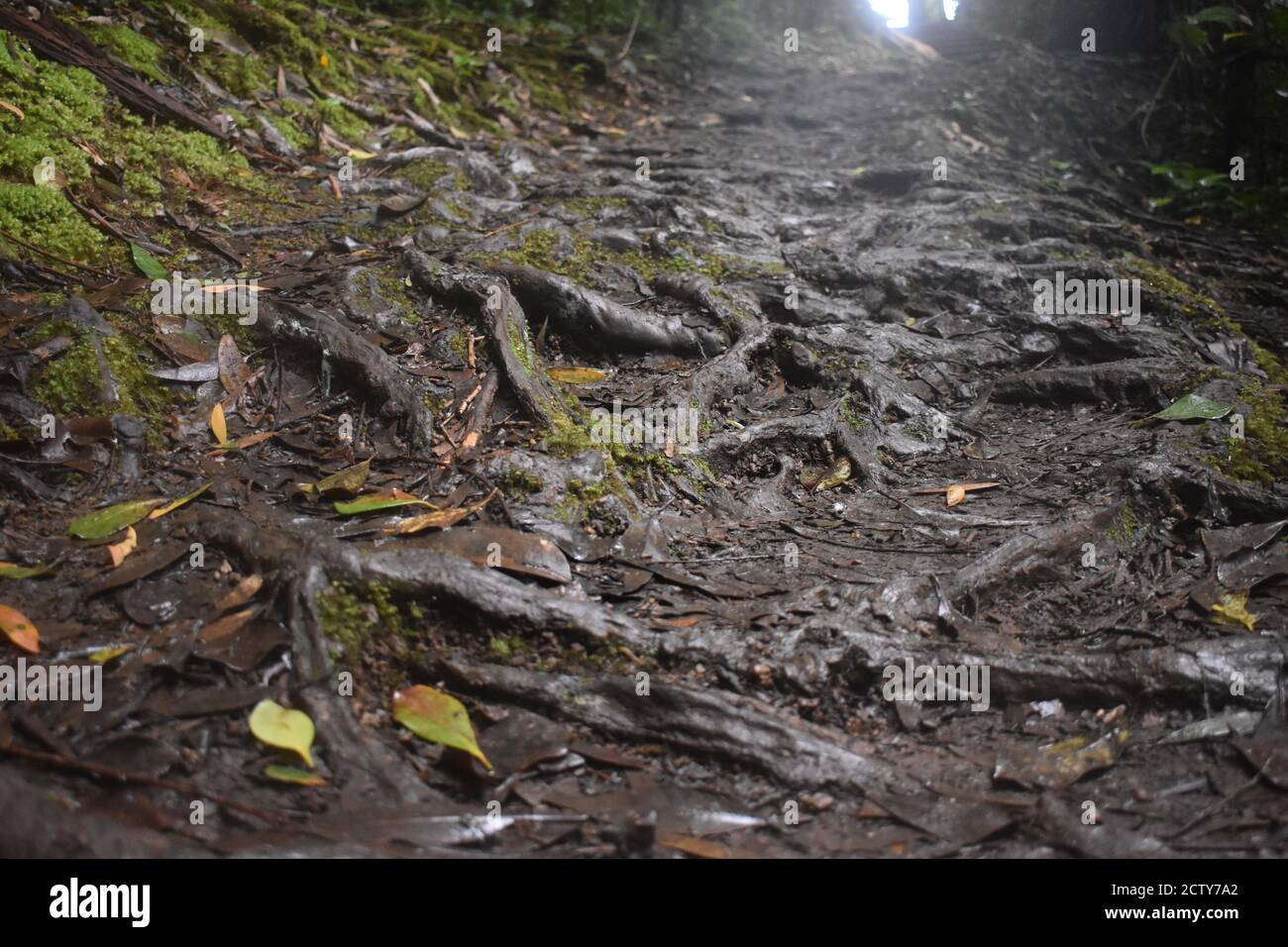 Closeup of muddy tree roots exposed and growing over the ground Stock ...