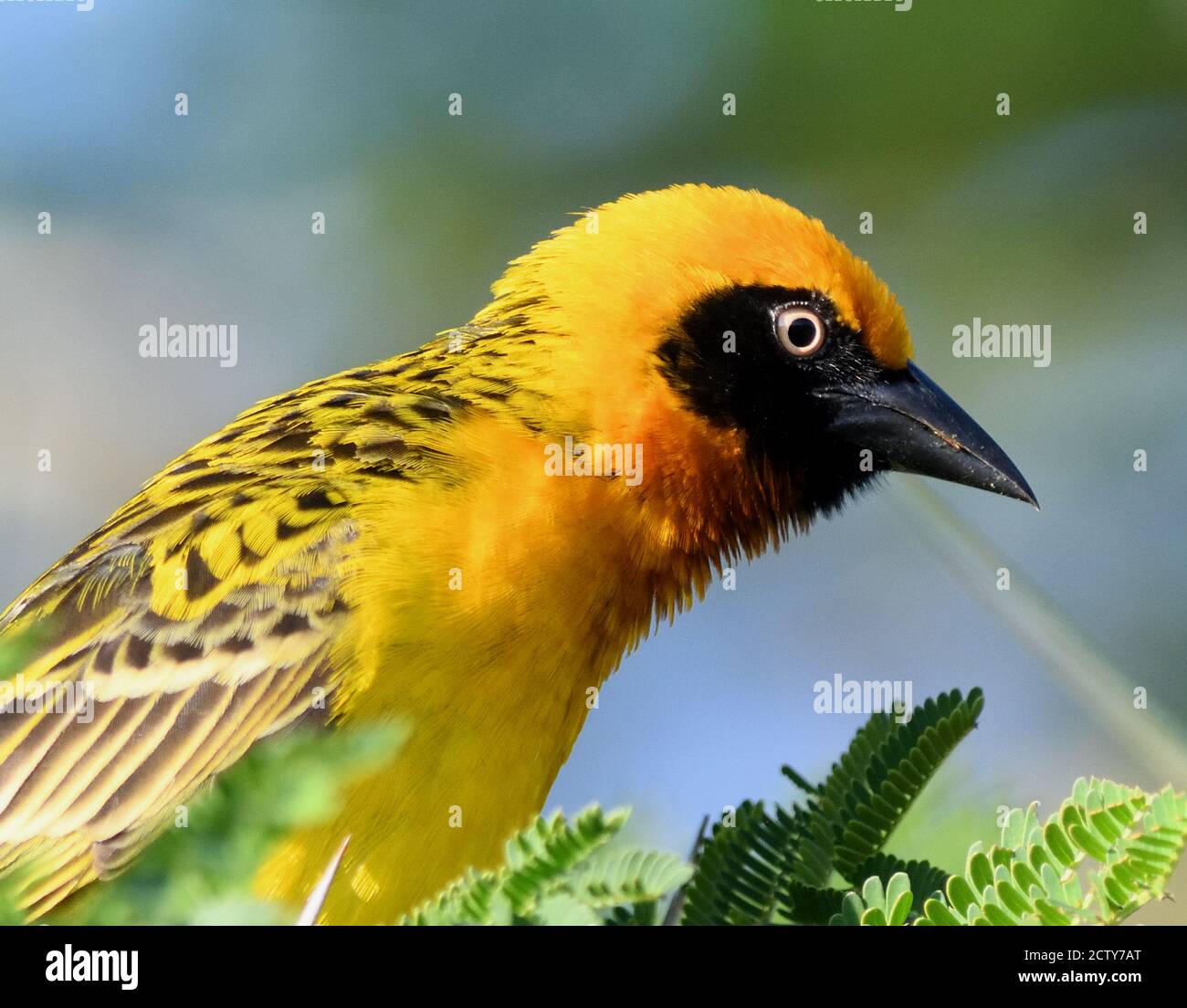 Close up portrait of a male Speke's weaver (Ploceus spekei) at its ...