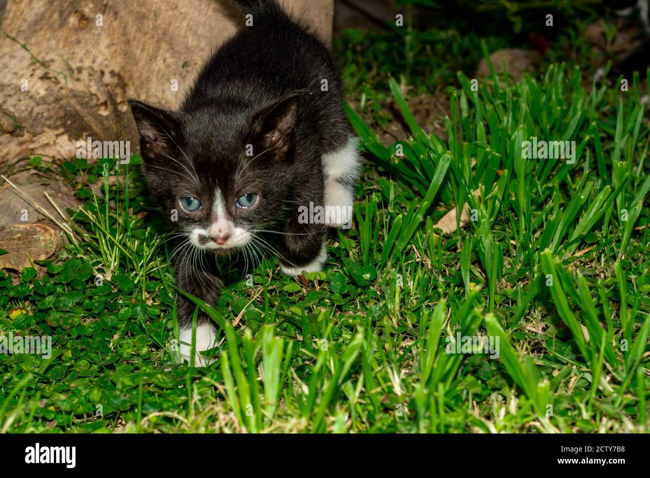 Eye-level shot of a black cute kitten walking in a garden Stock Photo ...