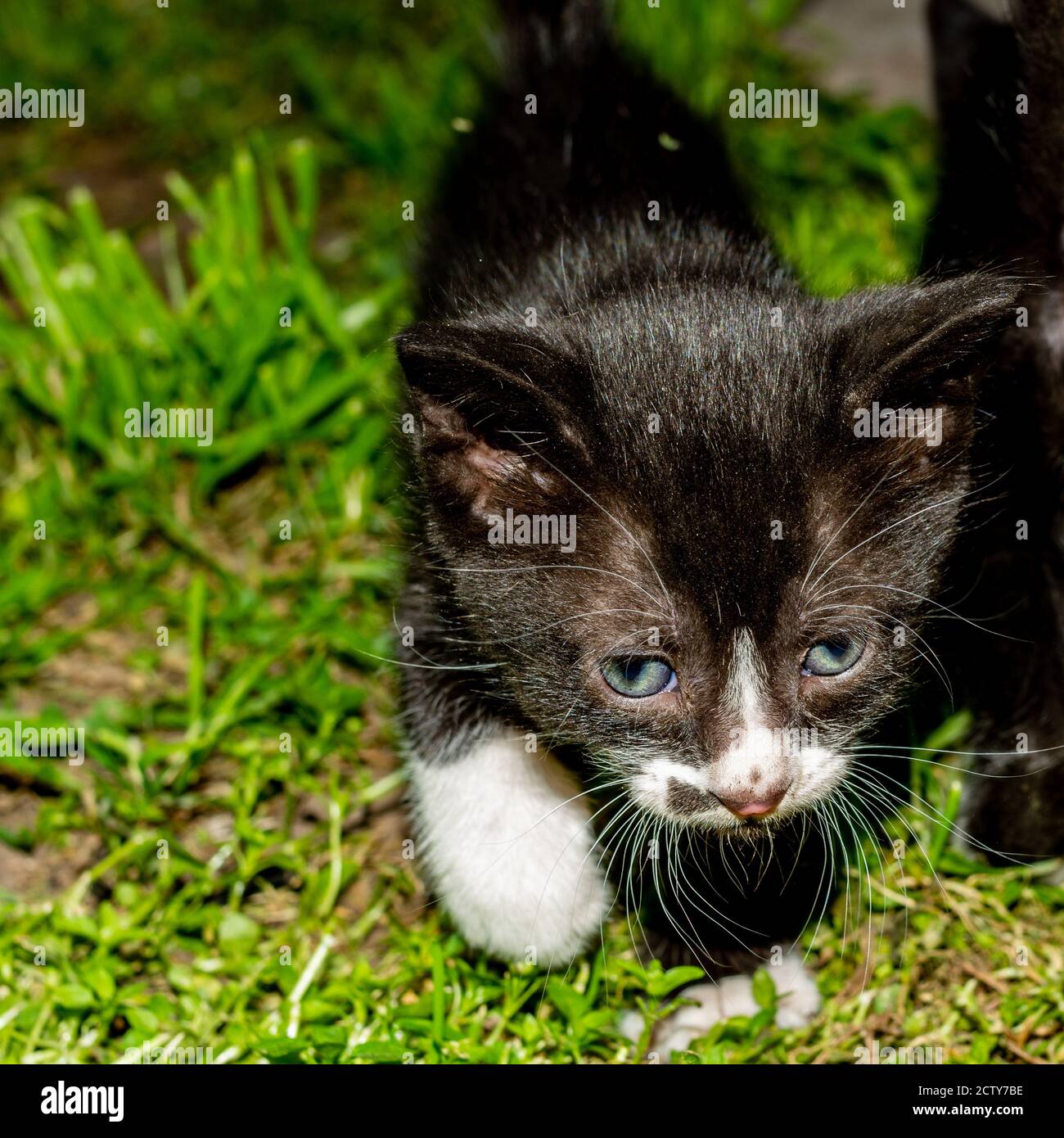 Eye-level shot of a black cute kitten on a garden meadow Stock Photo ...