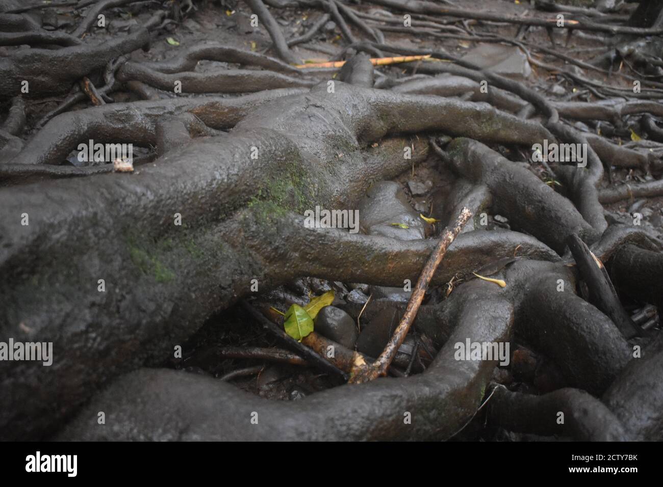Overground roots hi-res stock photography and images - Alamy