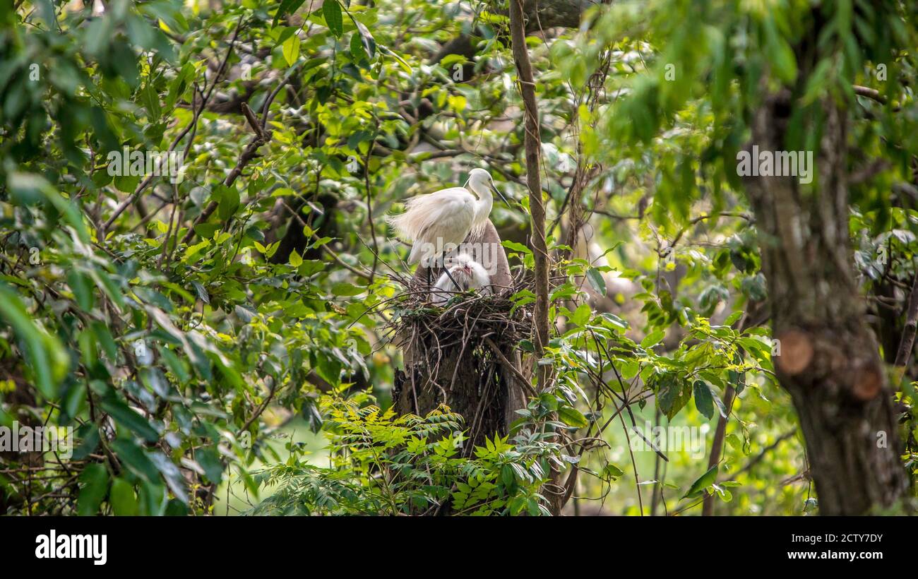 White bird Egretta Garzetta with beautiful natural light, little egret ...