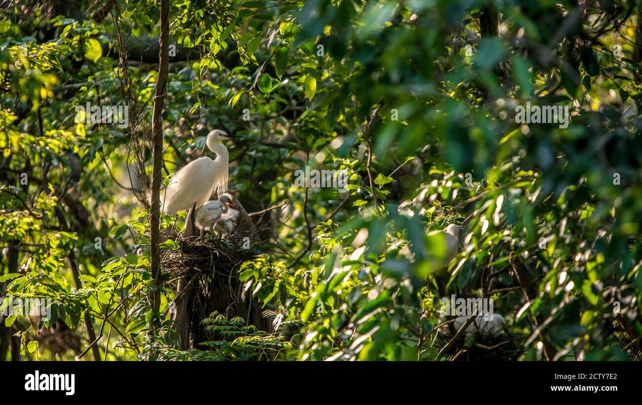 White bird Egretta Garzetta with beautiful sunset light, little egret ...