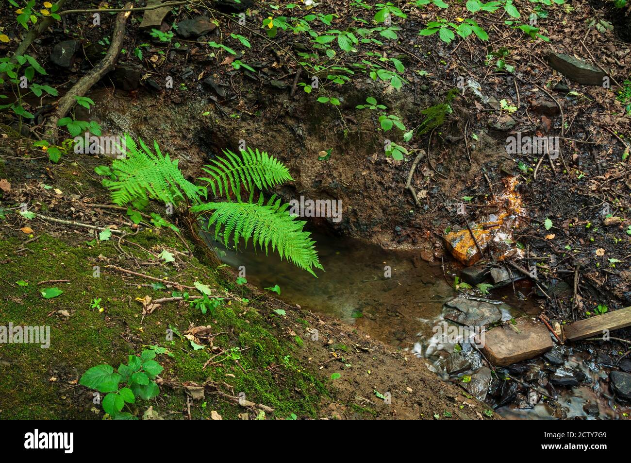 Fern and an ochreous inlet into a stream in woodland Stock Photo - Alamy