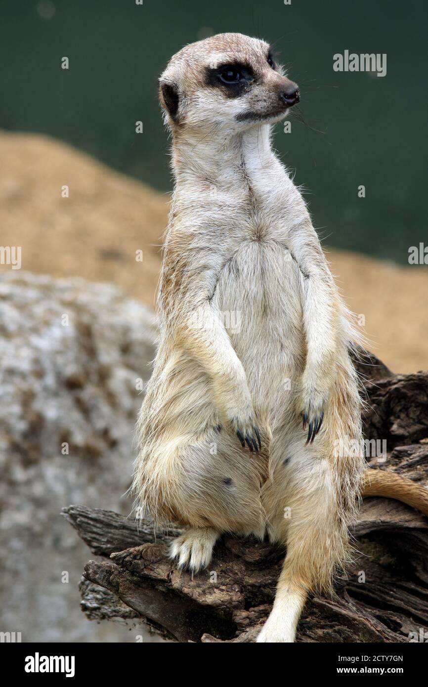 Lone meerkat hi-res stock photography and images - Alamy