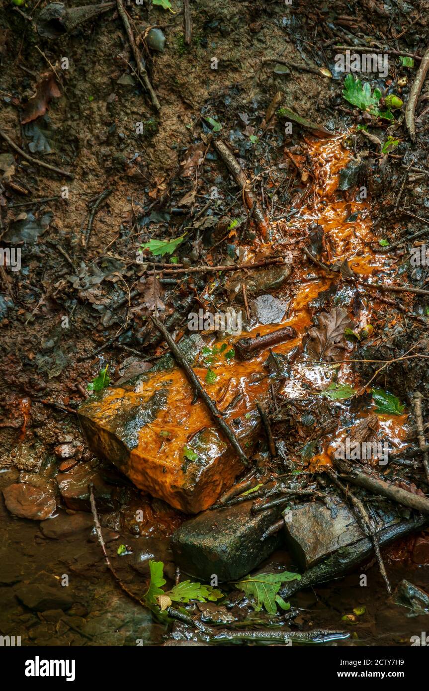 An ochreous inlet into a stream in woodland Stock Photo - Alamy
