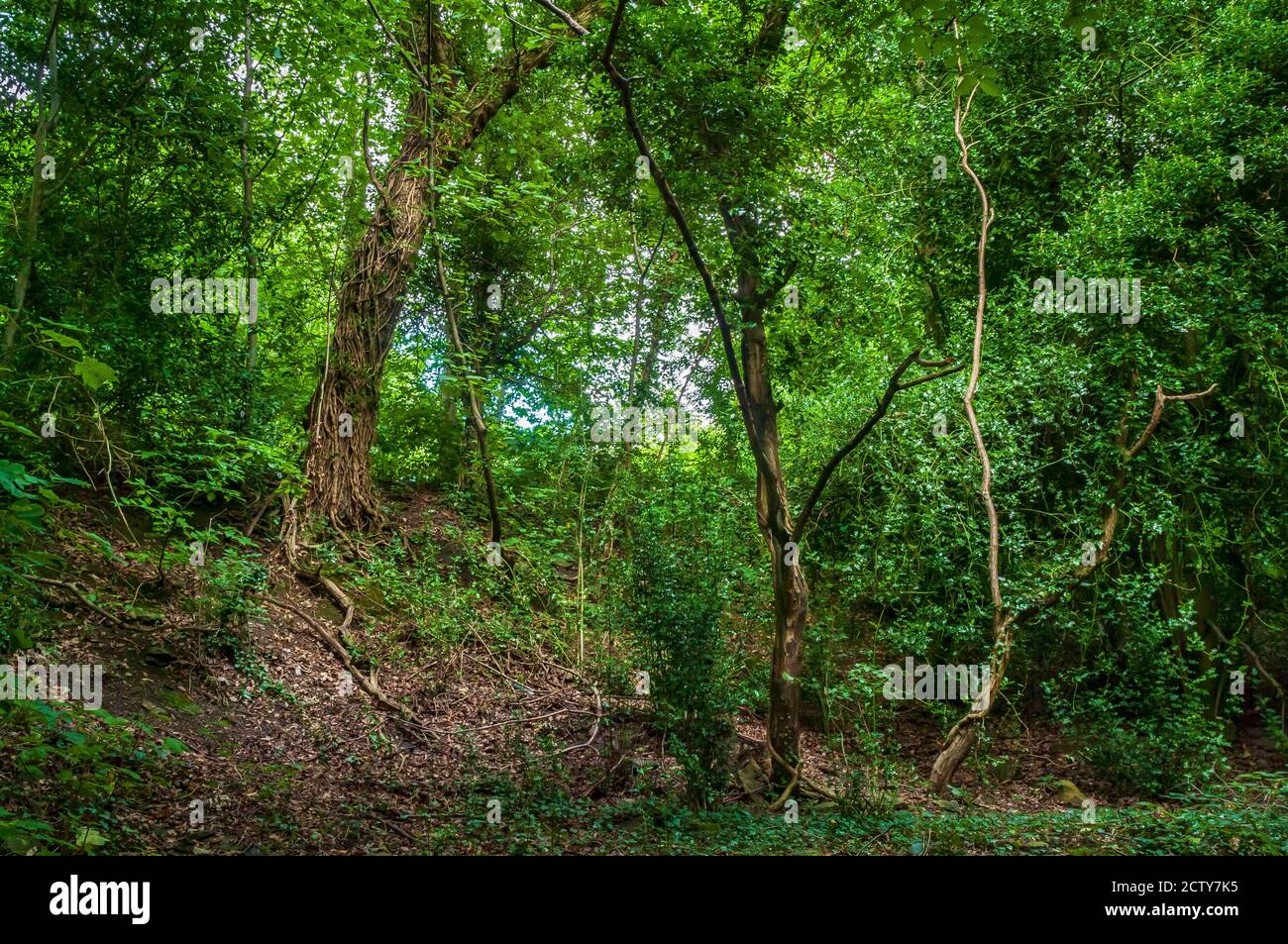 Shaded spot under trees in high summer in dense and ancient woodland ...