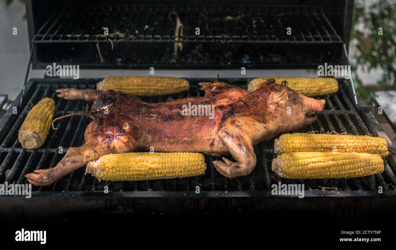Chef cooking barbecue with whole pig on grilled with corn on the cob ...