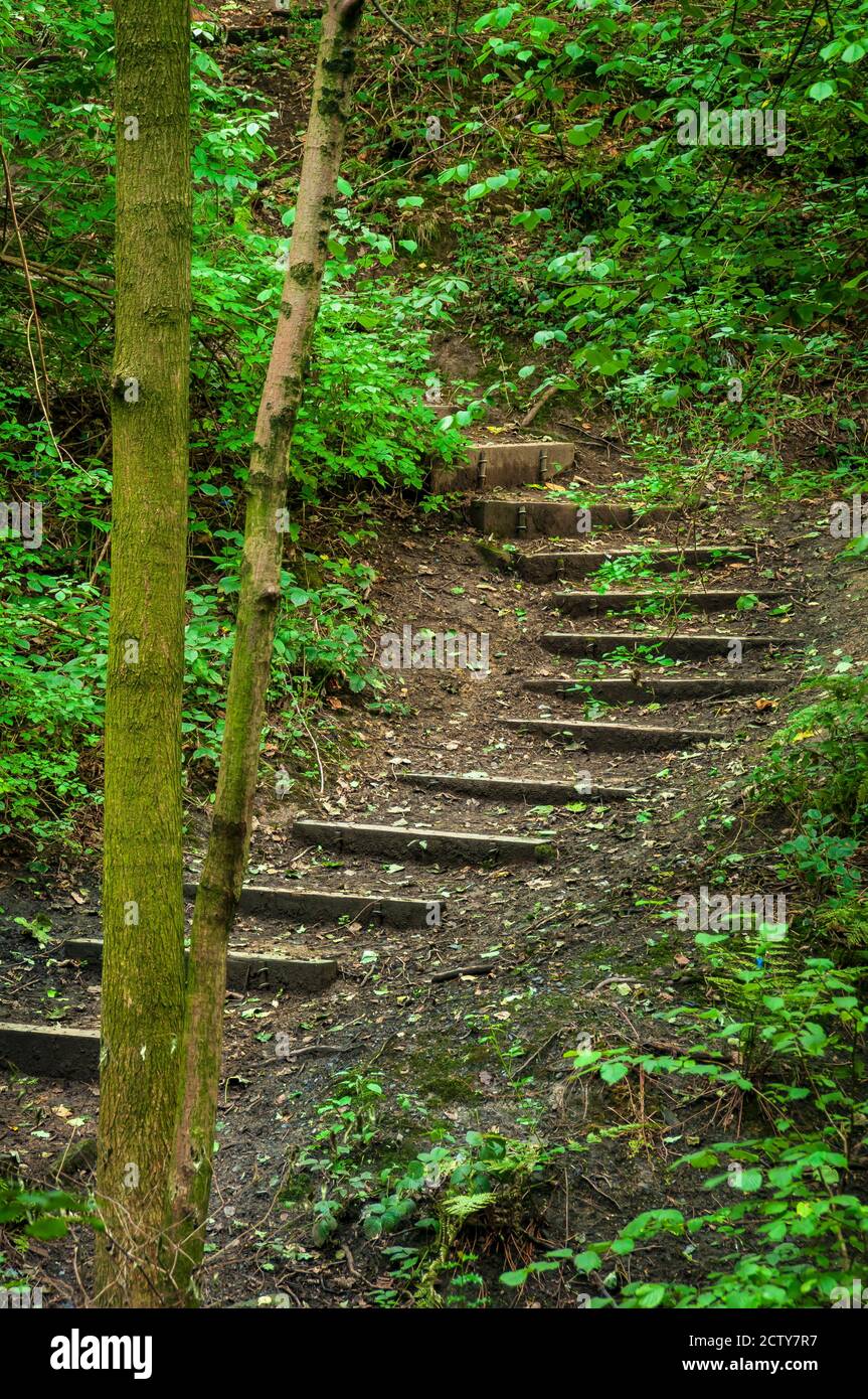 Wooden steps up a slope in a woodland scene Stock Photo - Alamy