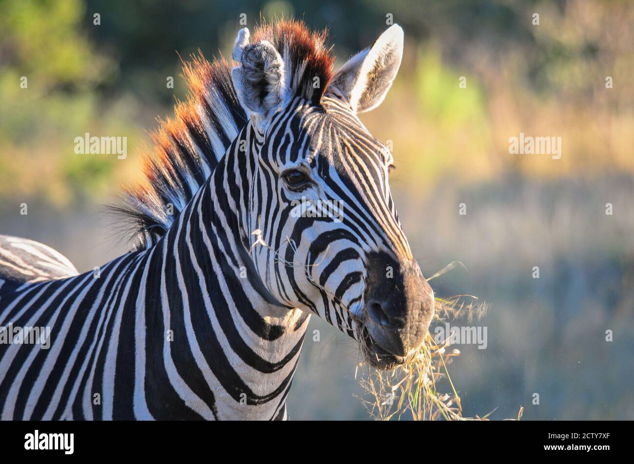 Black and white African zebra eating grass in the wild in the African ...