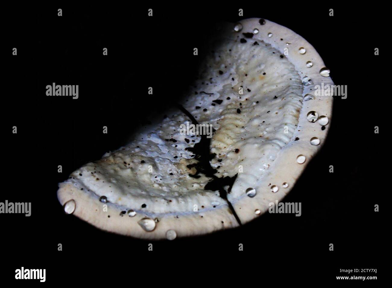 White fungi hi-res stock photography and images - Alamy