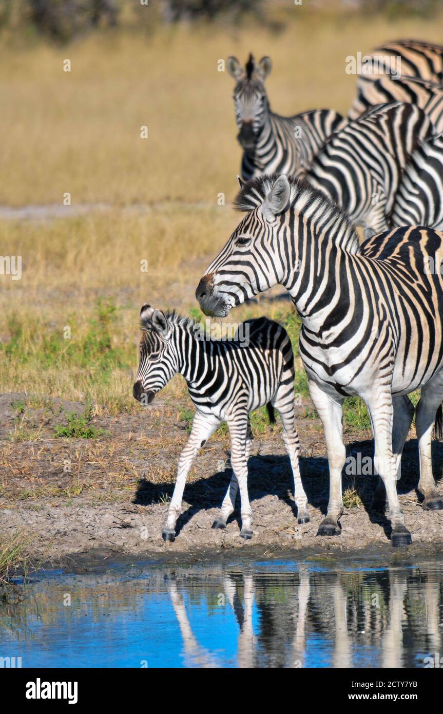Black and white African zebras in the wild in the African bush. Mother ...