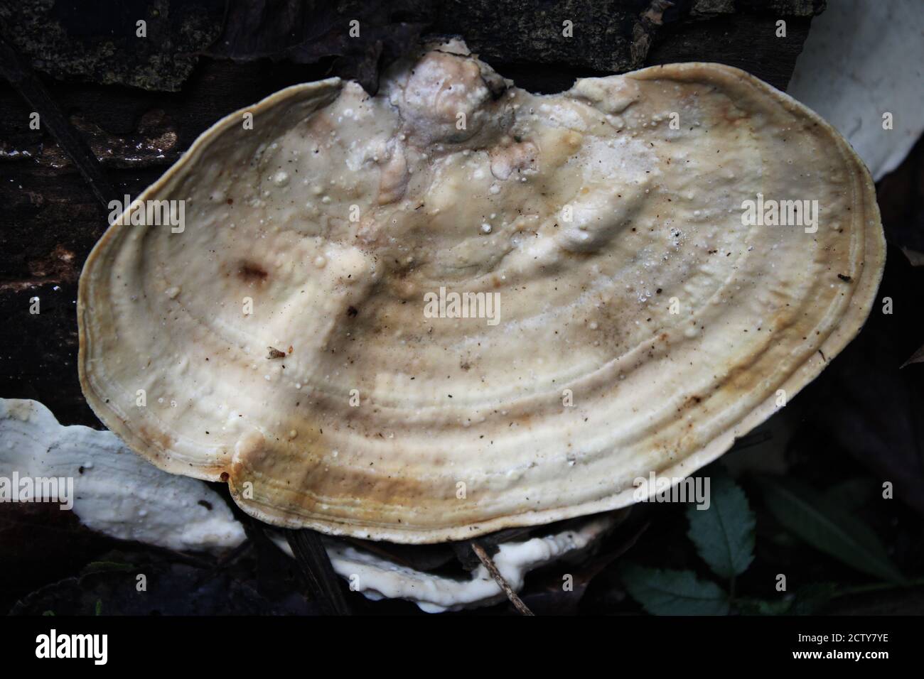 beige fungi with a rippled texture Stock Photo - Alamy