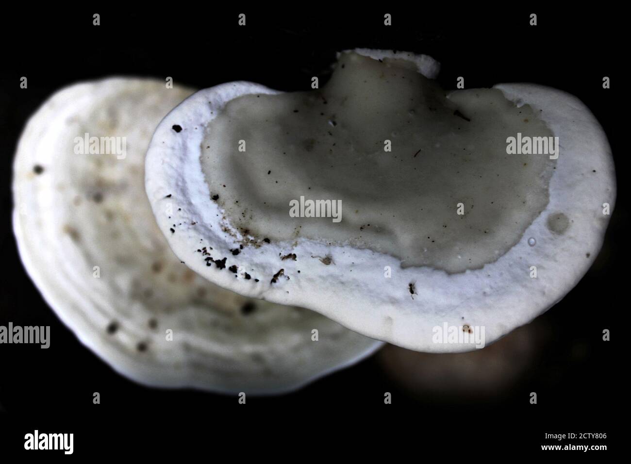 close-up of three layers of beige fungi with white trim on a black ...