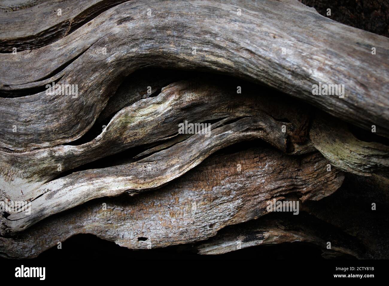 close-up of textural details on dry fallen wood Stock Photo - Alamy