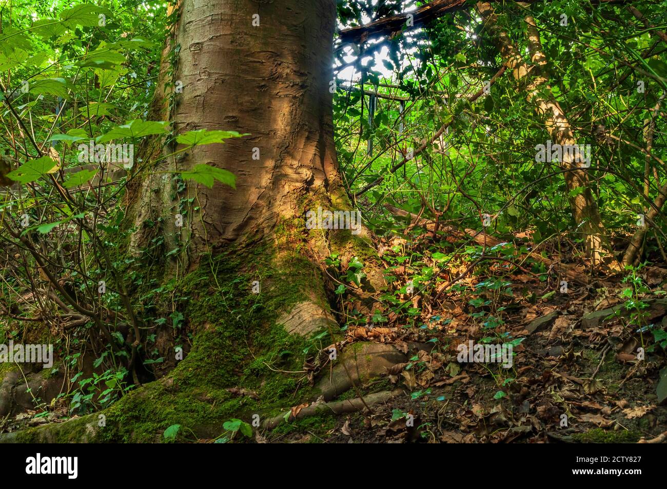 Large tree trunk in a patch of sunlight in dense and ancient woodland ...
