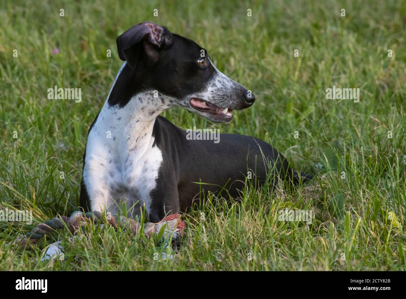 Small Spotty Greyhound Playing on Green Grass Playground Stock Photo ...