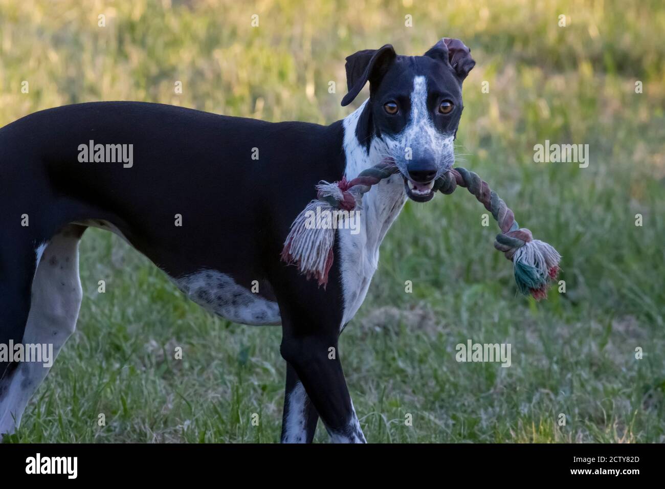 Small Spotty Greyhound Playing on Green Grass Playground Stock Photo ...