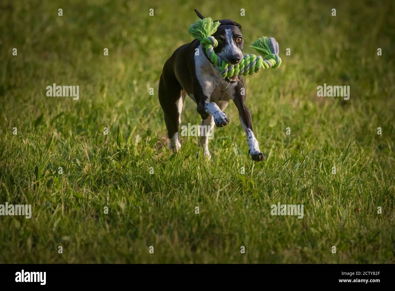 Small Spotty Greyhound Playing on Green Grass Playground Stock Photo ...
