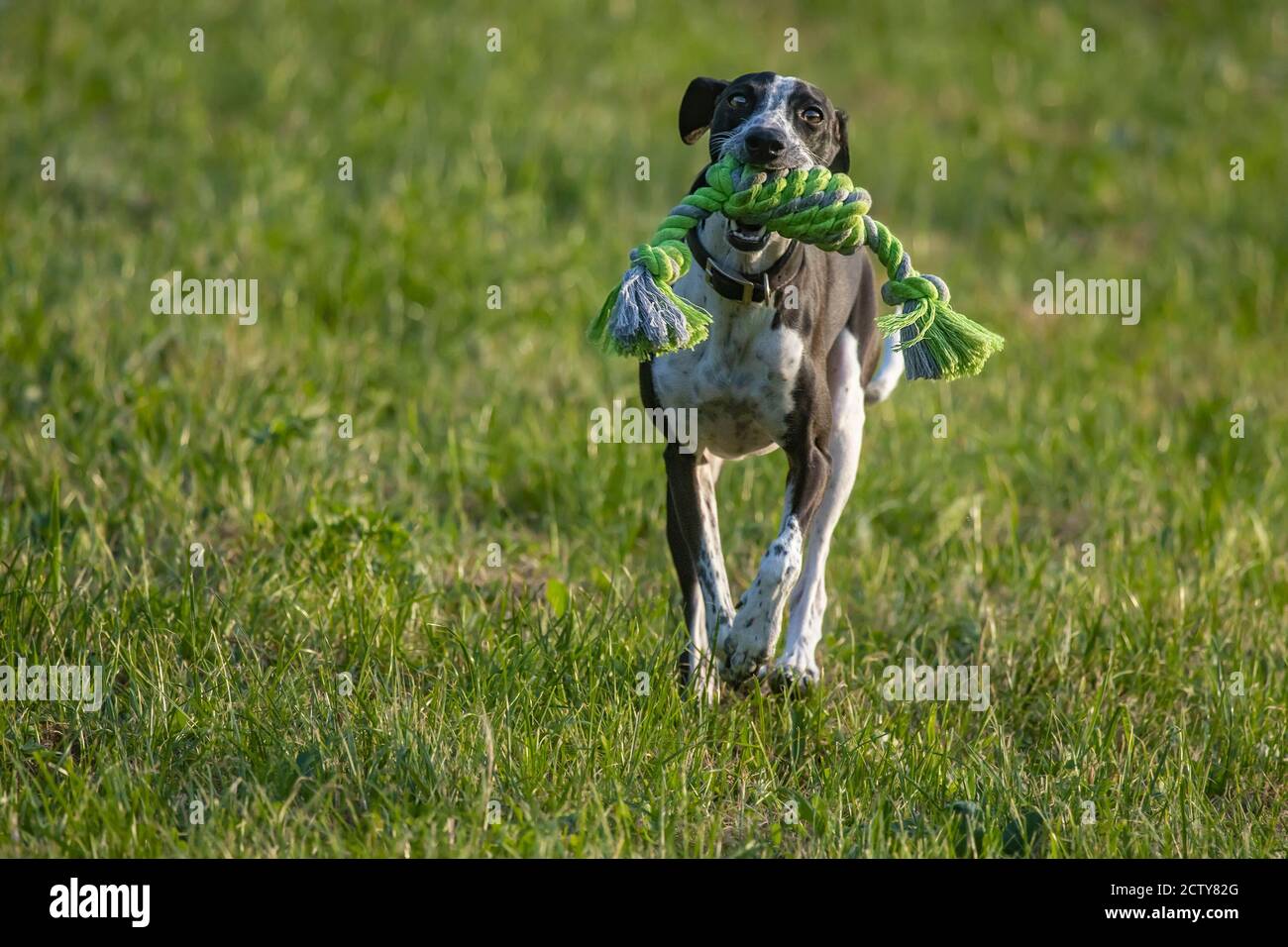 Small Spotty Greyhound Playing on Green Grass Playground Stock Photo ...