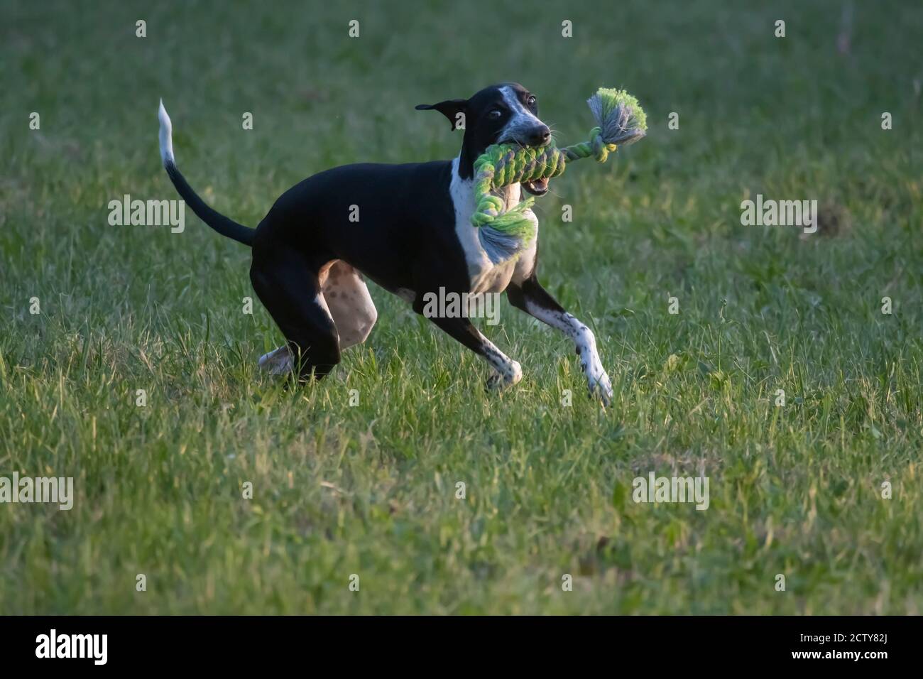 Small Spotty Greyhound Playing on Green Grass Playground Stock Photo ...
