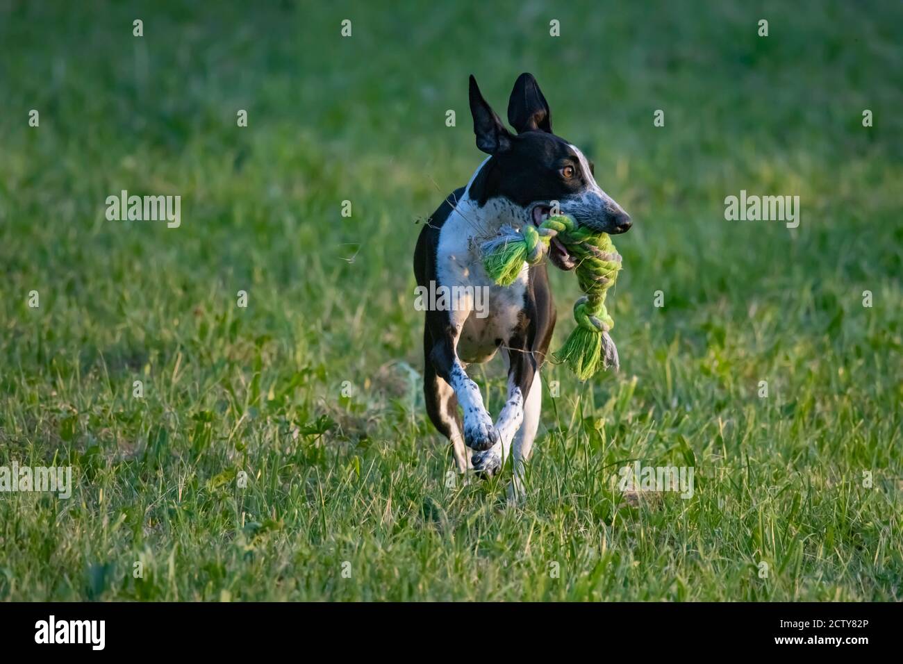Small Spotty Greyhound Playing on Green Grass Playground Stock Photo ...