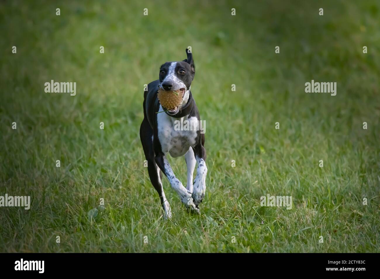 Small Spotty Greyhound Playing on Green Grass Playground Stock Photo ...