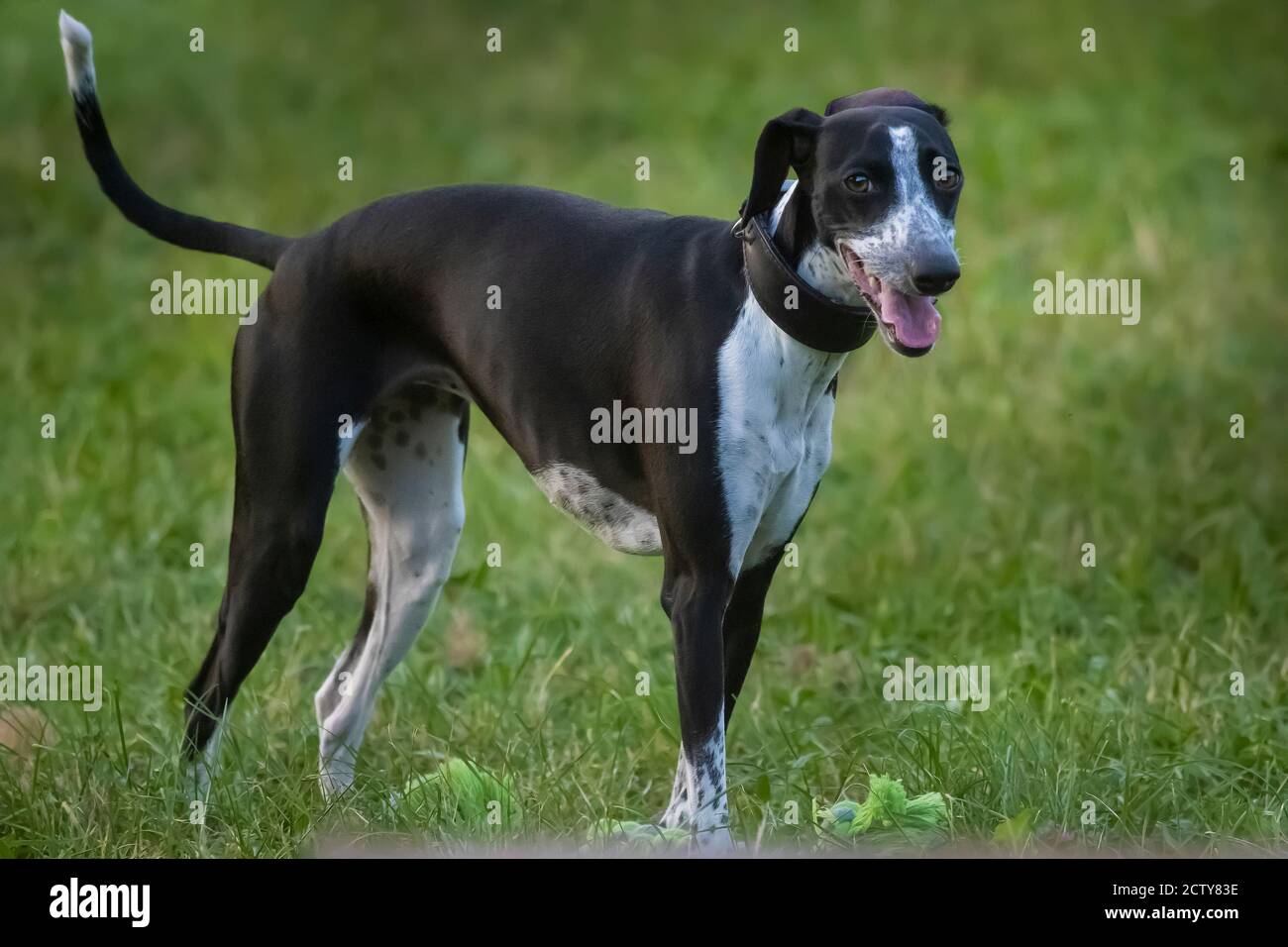 Small Spotty Greyhound Playing on Green Grass Playground Stock Photo ...