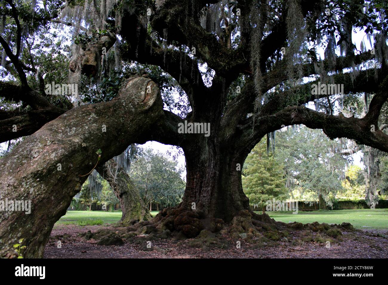 Connection to roots hi-res stock photography and images - Alamy